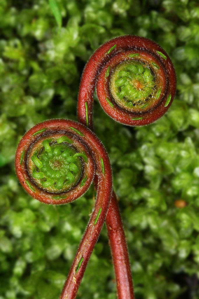 About Me Two Spirals Designs